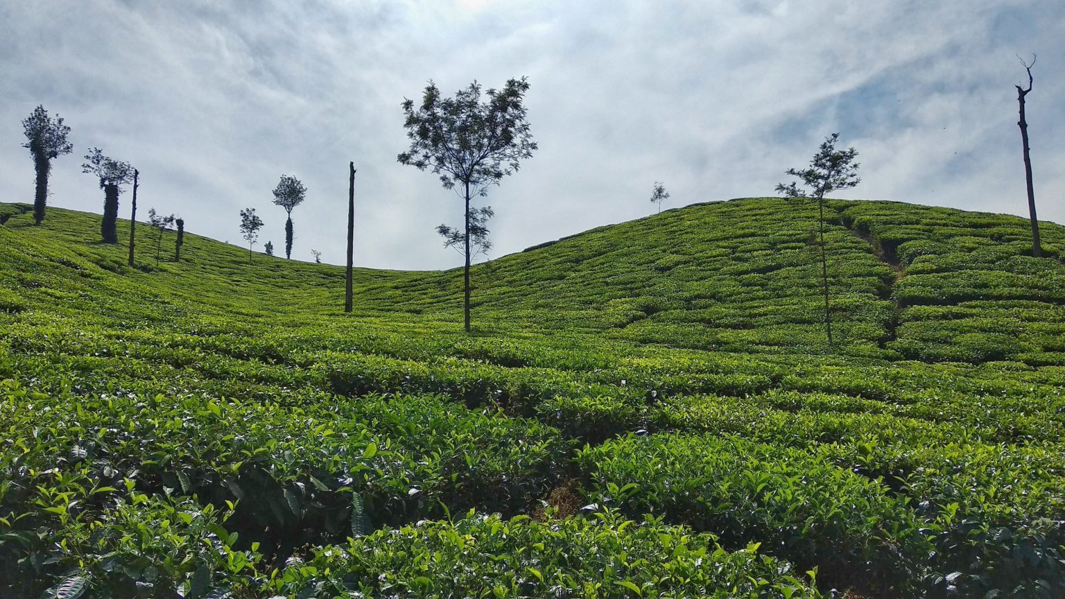 History and Myth Buster - Sylheti Language
